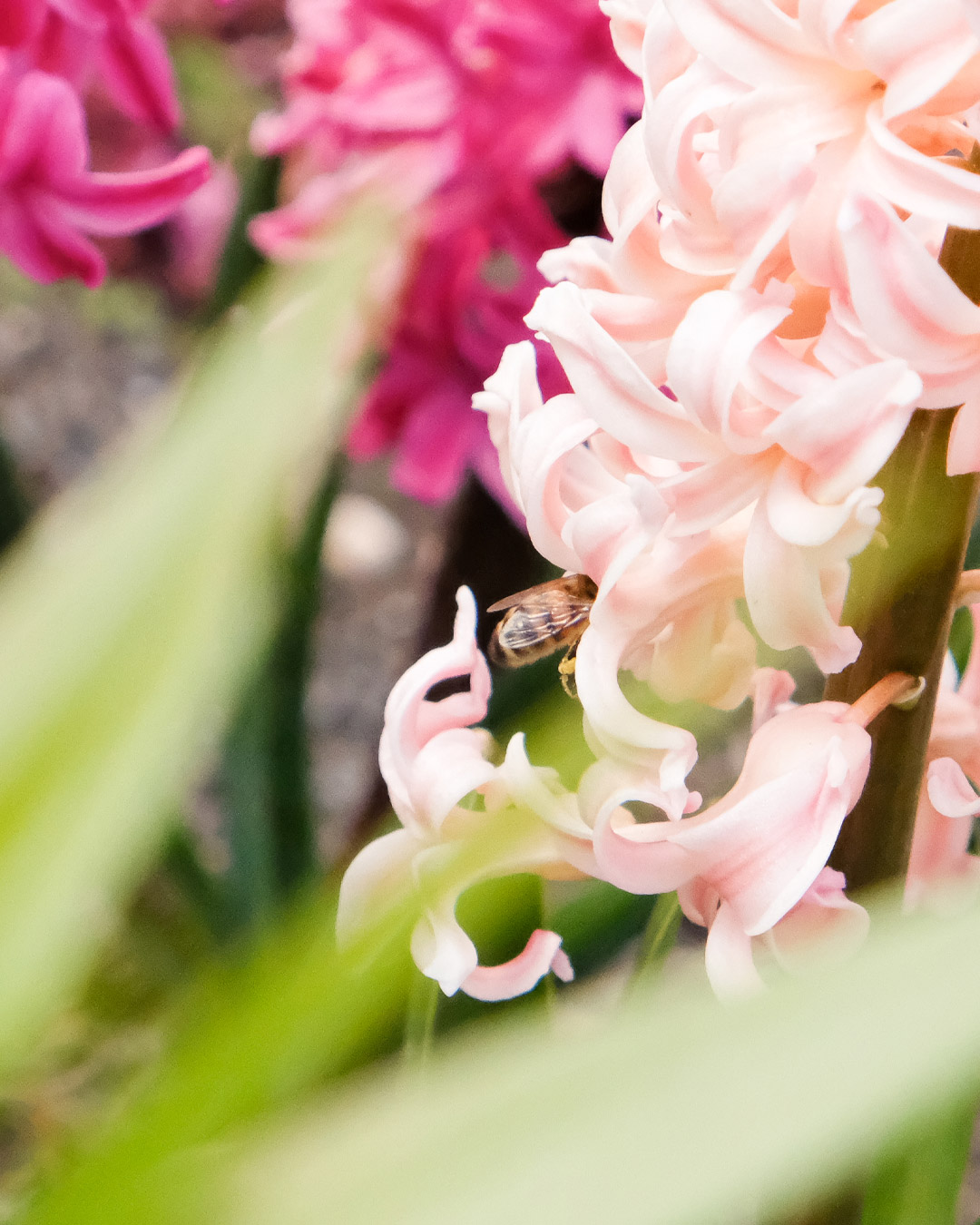 Exotische planten: een verrijking of de ondergang van bestuivers - The ...