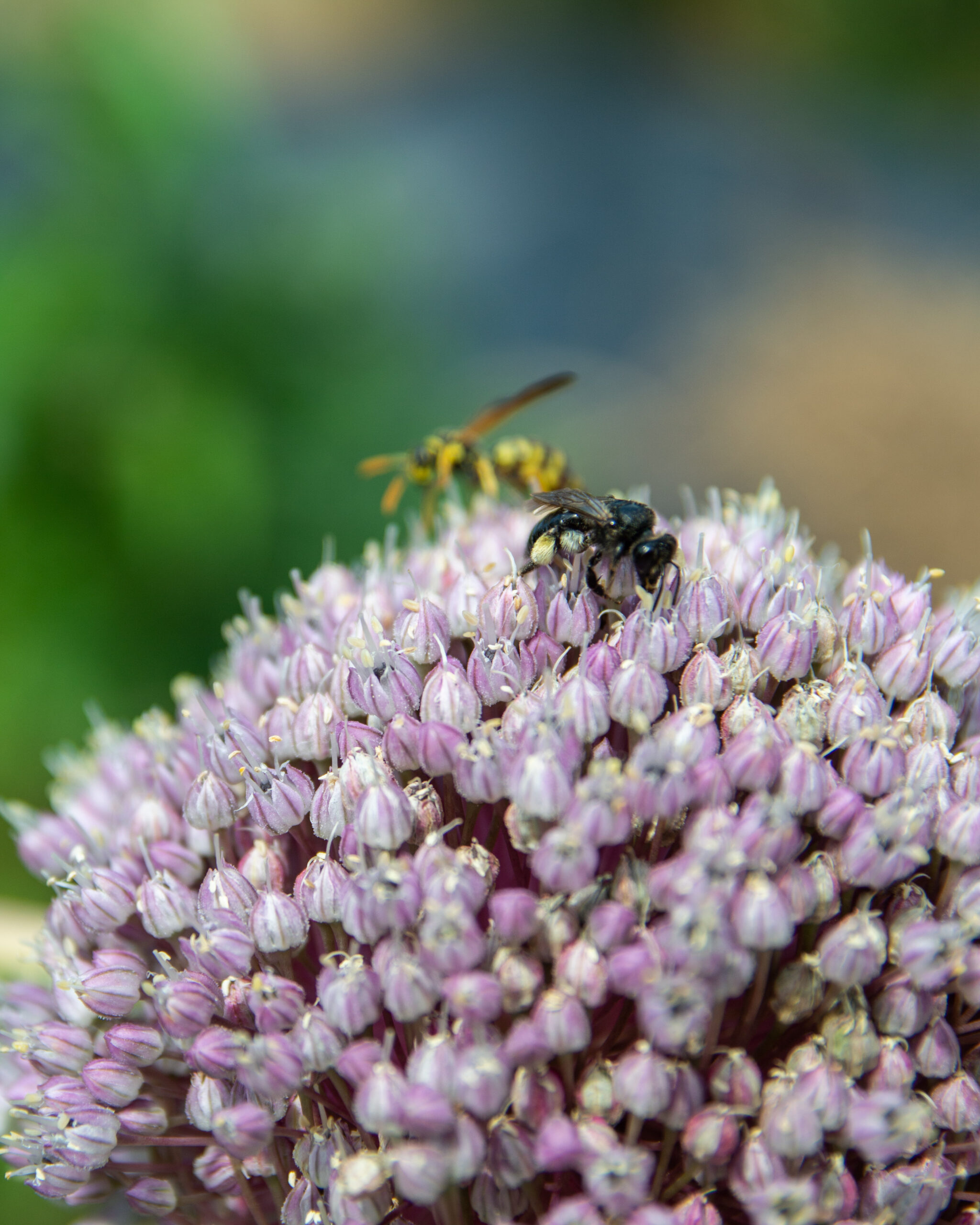 De noodzaak van bestuivers voor onze gewassen - The Pollinators