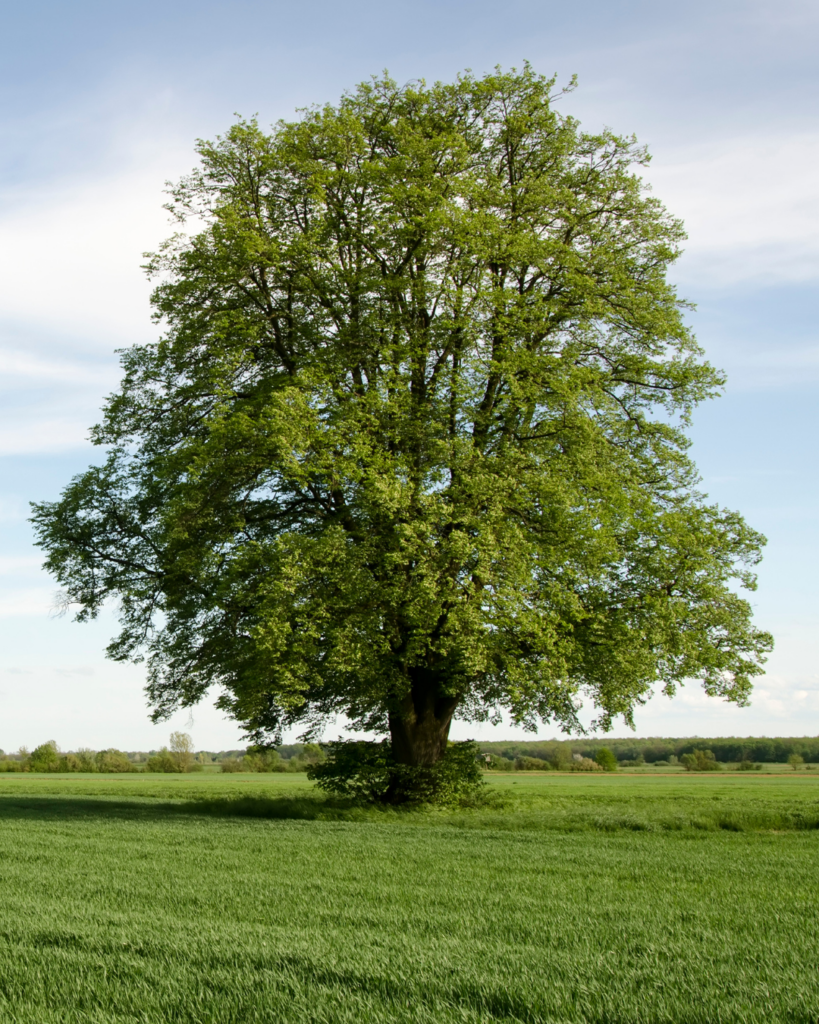 Welke bomen zijn favoriet bij onze bestuivers? - The Pollinators